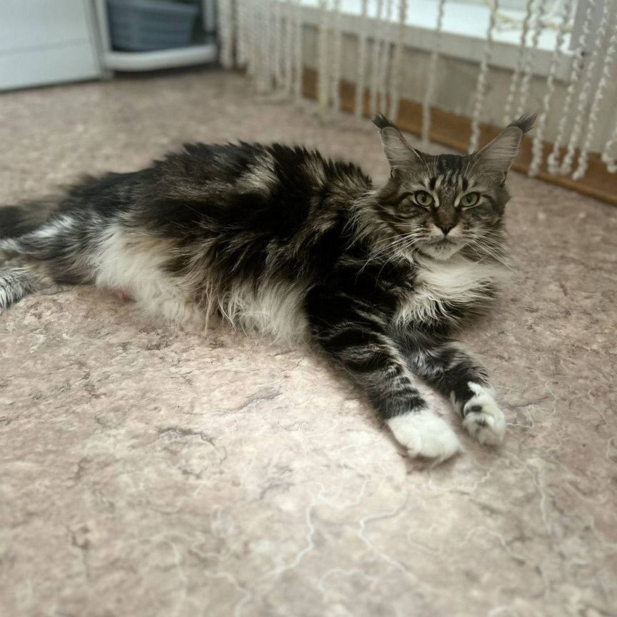 Котята мейнкунята