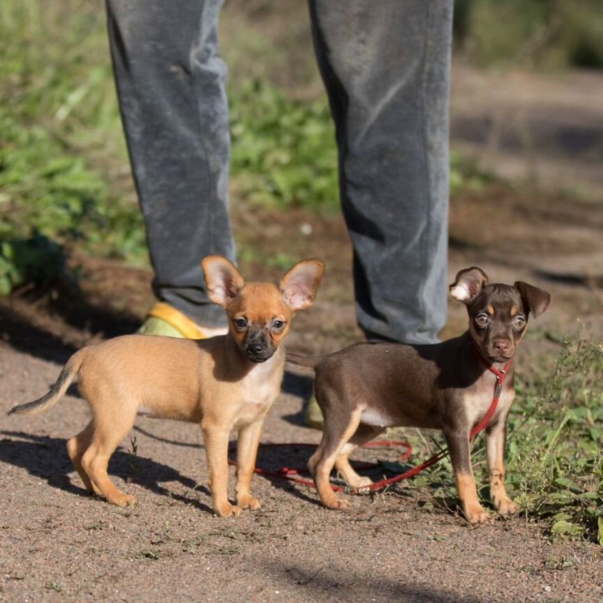 Русский той-терьер девочки красавицы