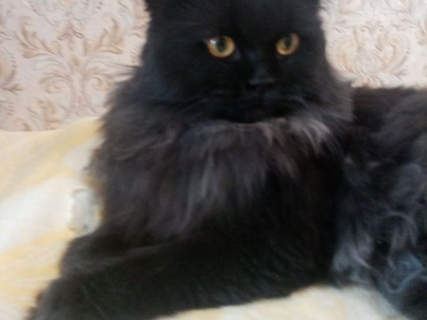 Длинношерстный британецвязка