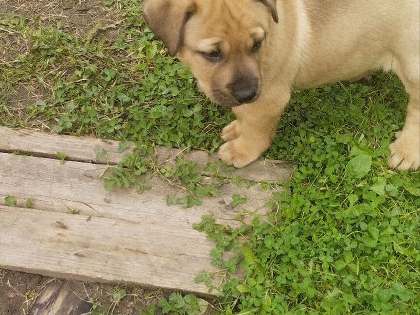 Отдам бесплатно