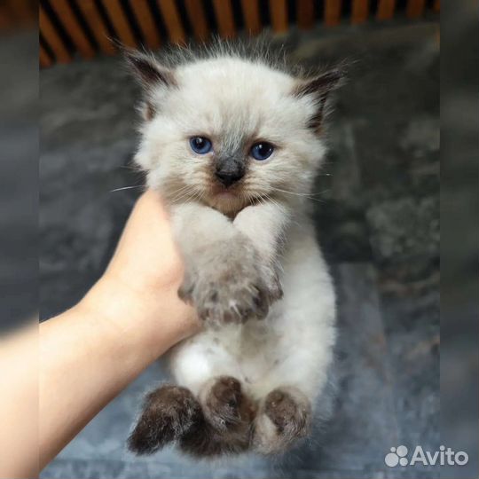 Nikol, девочка рэгдолл с родословной