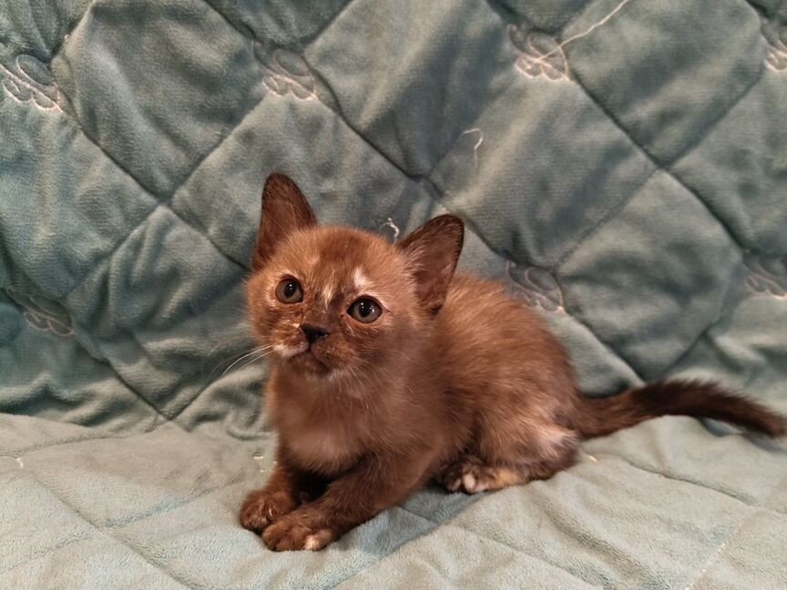 Бурманская