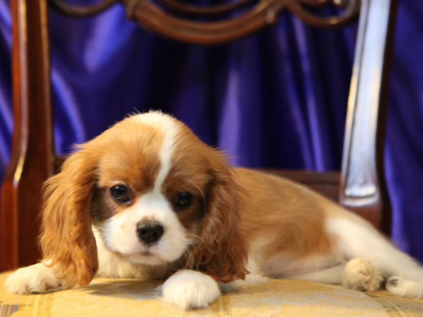 Кавалер Кинг Чарльз спаниель