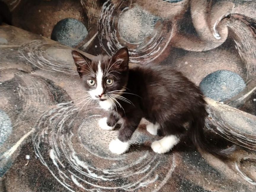 Чаплин котёнок в добрые руки