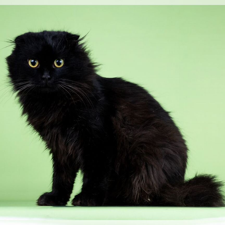 Шотландский вислоухий длинношёрстный котёнок