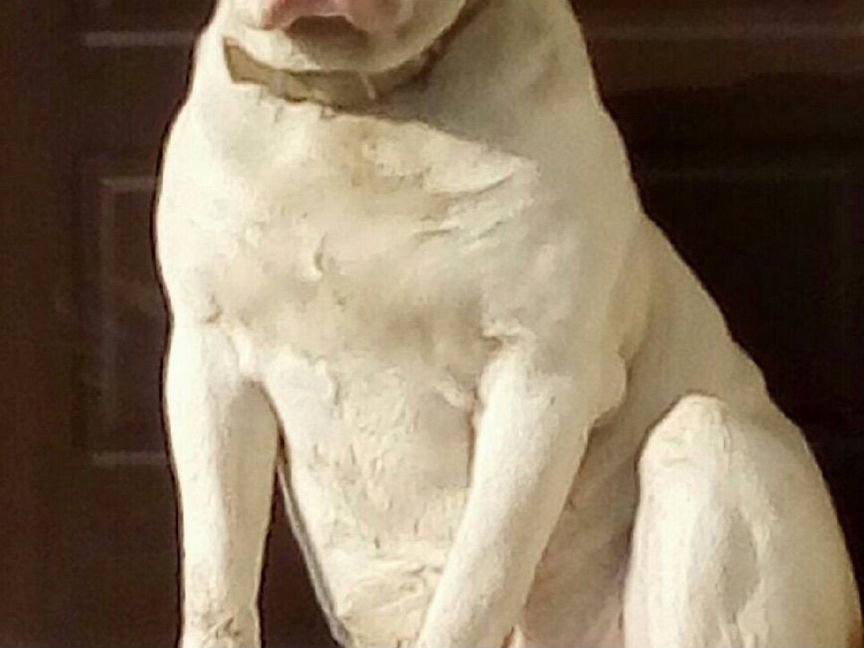 Американский бульдог вязка