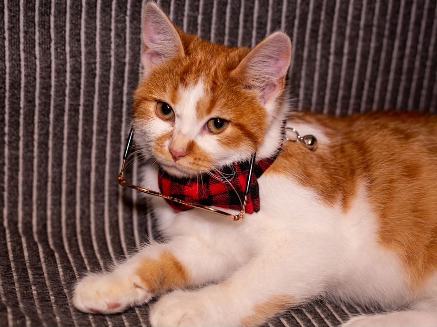 Рыжий котенок в добрые руки