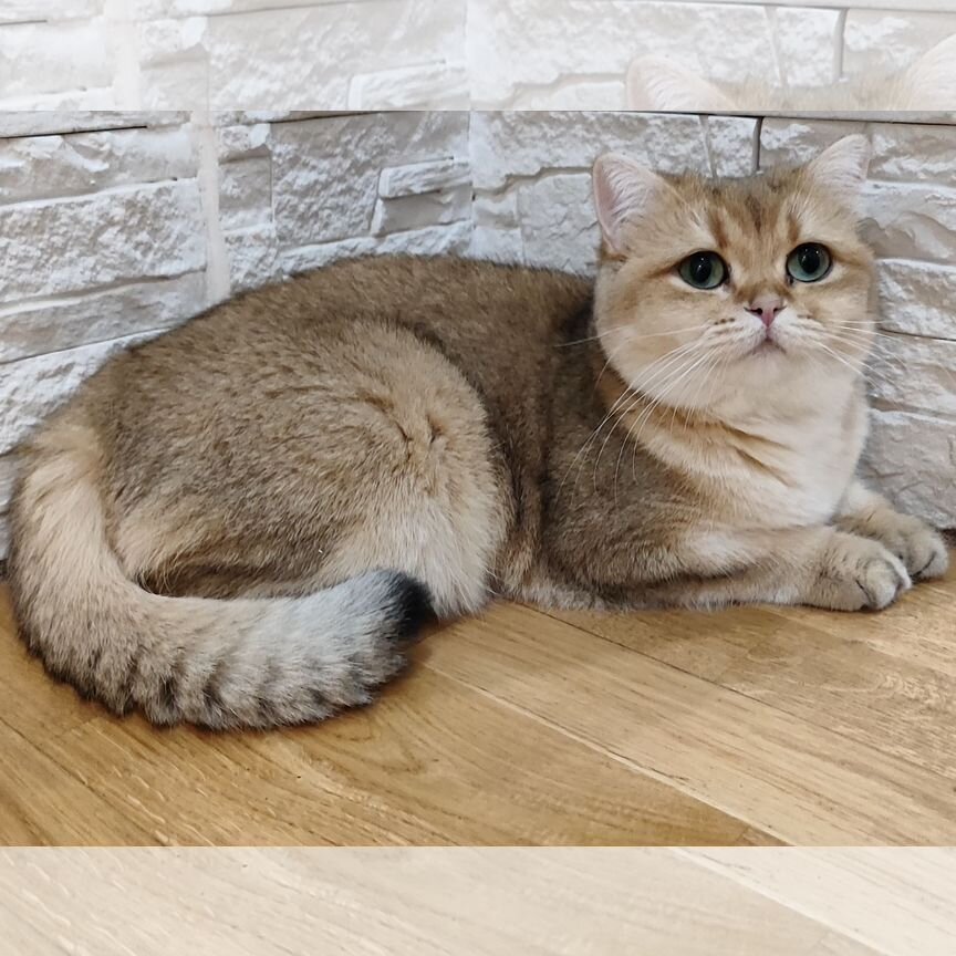 Британская шиншилла