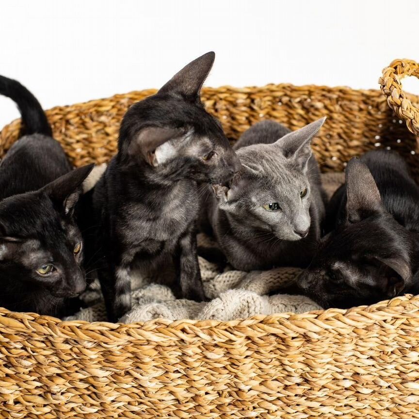 Ориентальные котята