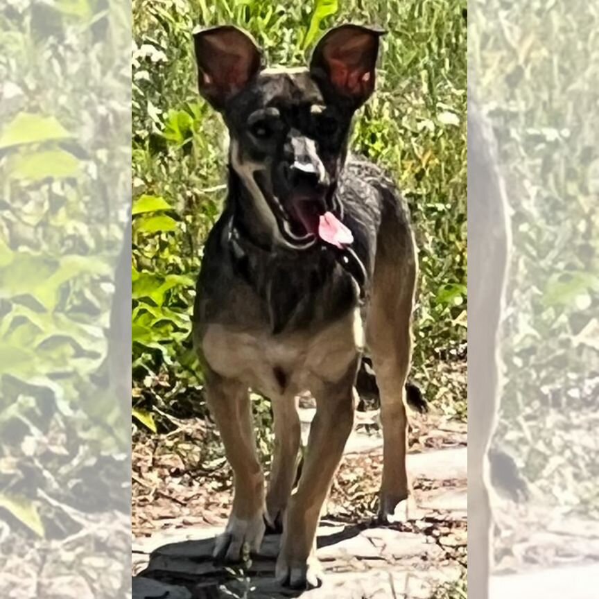 Собака в добрые руки