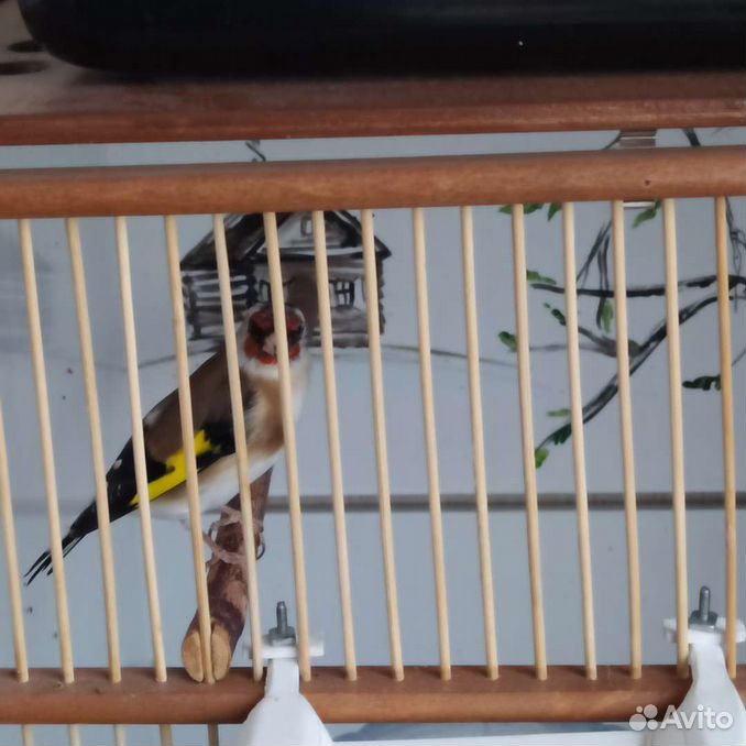 Птица щегол