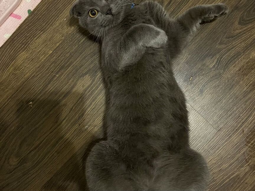 Британский вислоухий кот вязка
