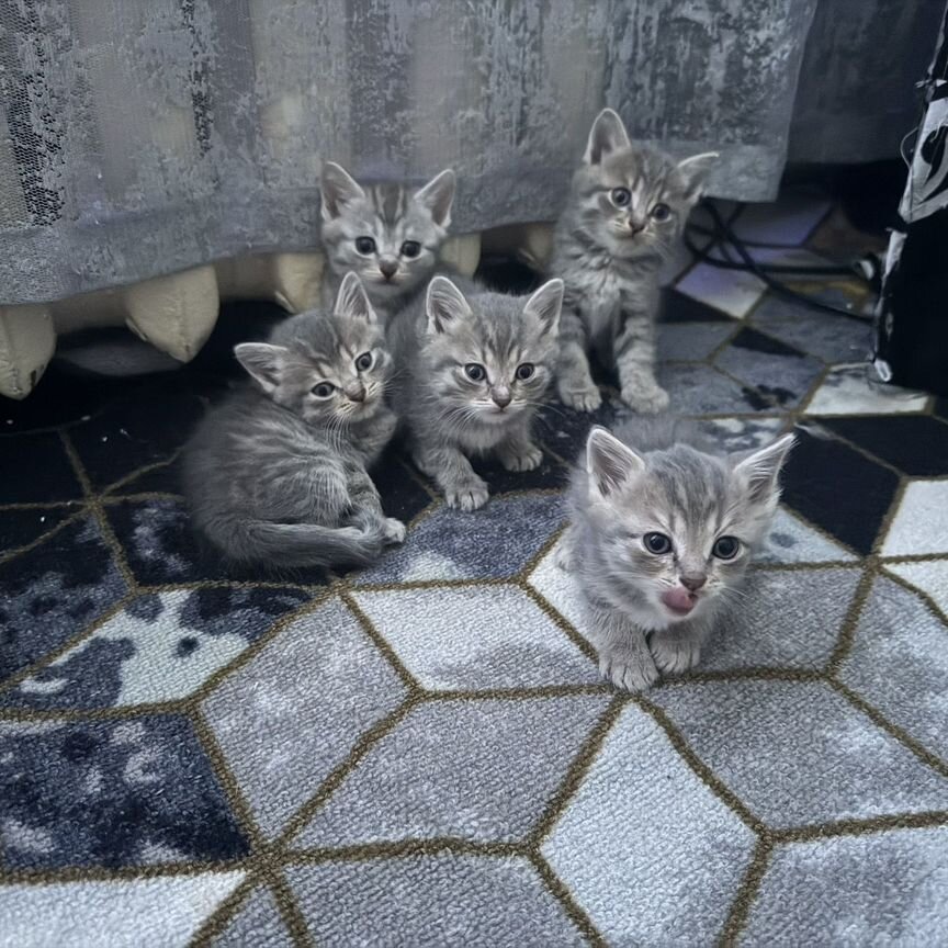 Отдам бесплатно 2 кошечки и 3-х котиков