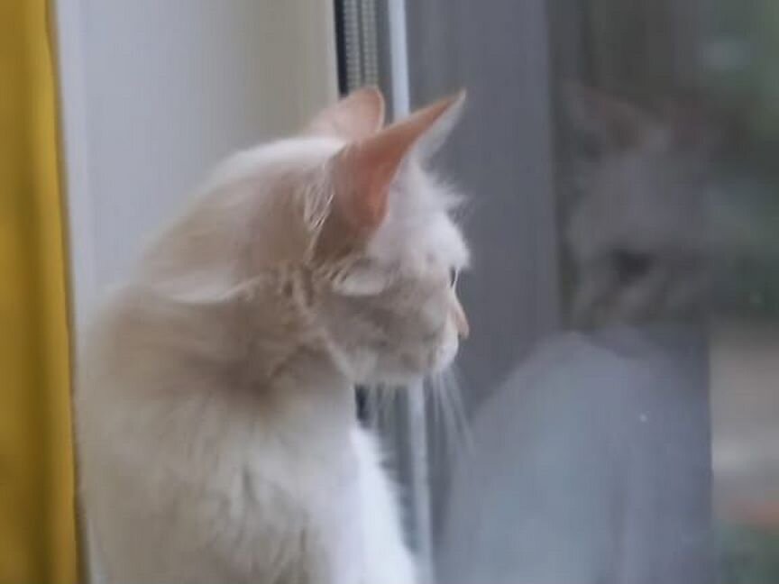 Ласковый красавчик Одуванчик