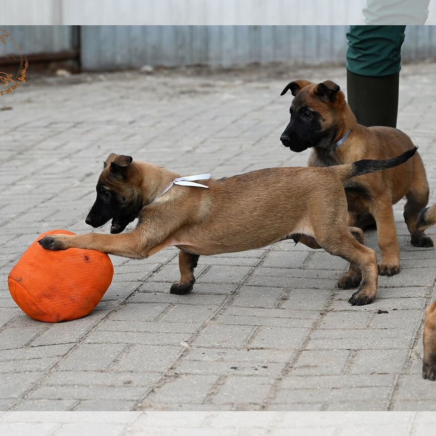 Щенки бельгийской овчарки малинуа