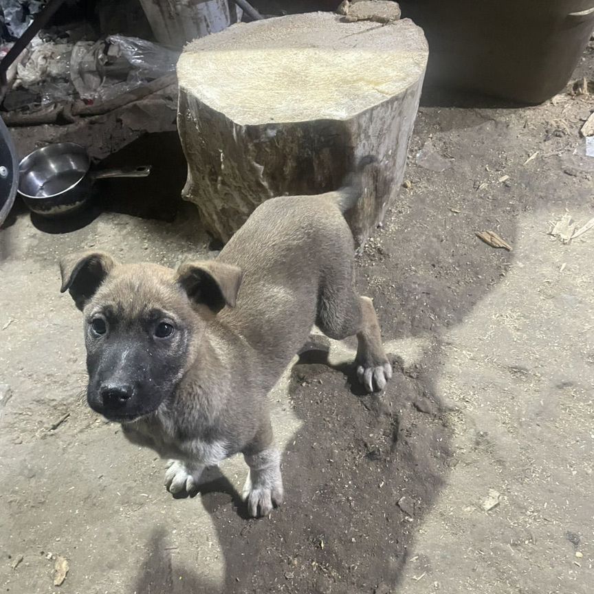 Щенки Охотничая смешенная с Кавказцем