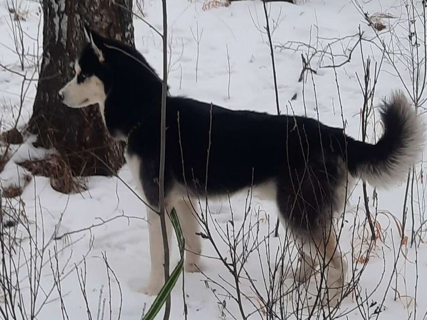 Сибирский хаски, вязка