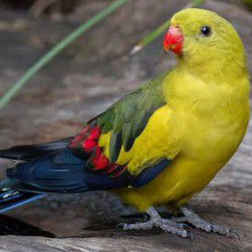 Роскошный горный попугай