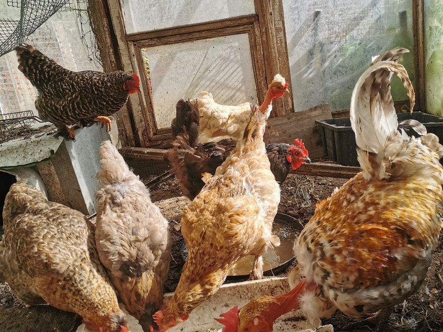 Куры семья продажа