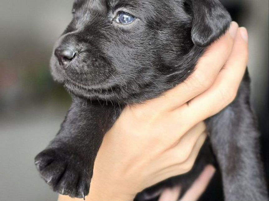 Щенки лабрадора черные