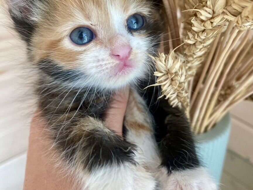 Котенок