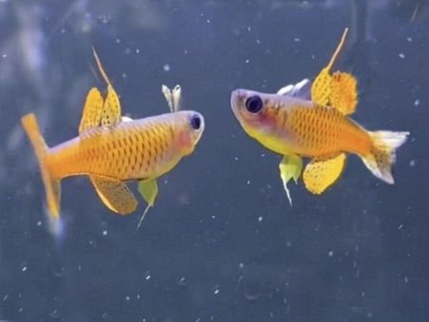 Аквариумные рыбки Псевдомугил паскай