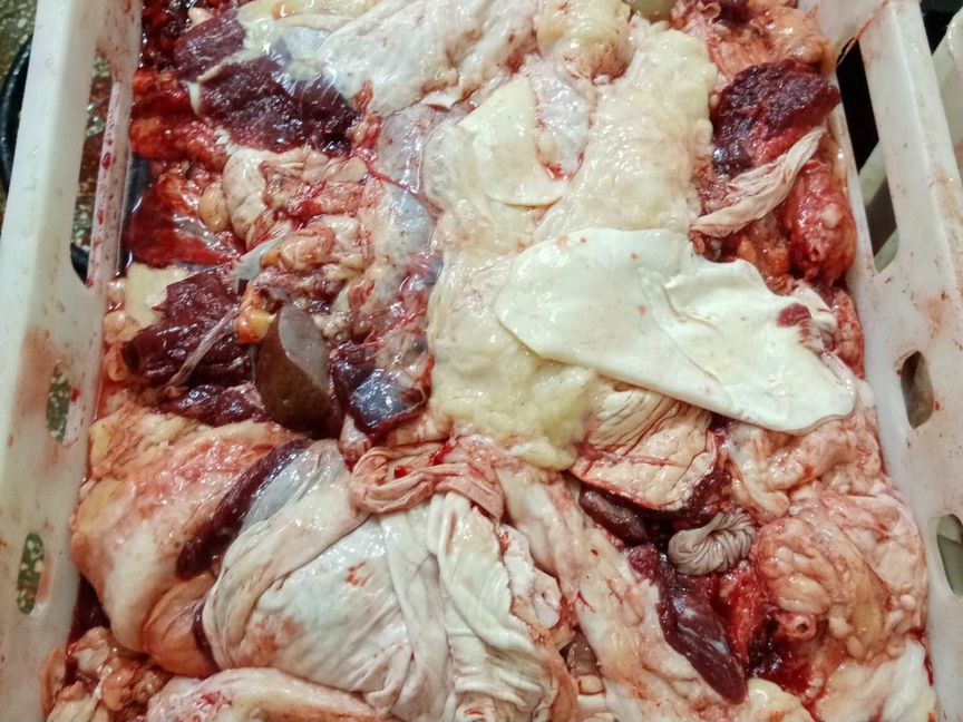 Мясо для животных говядина оптом