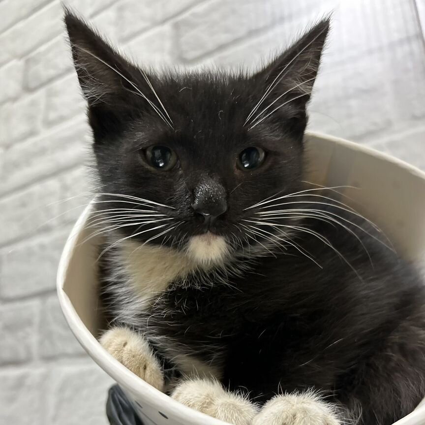 Котенок Атосик (2 мес) в добрые руки
