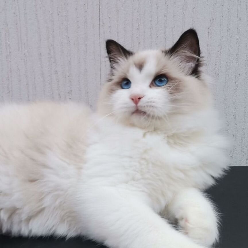 Котята Рэгдолл