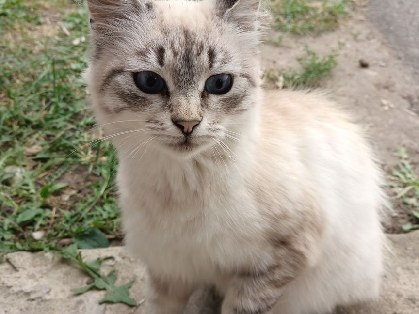 Кошка в добрые руки