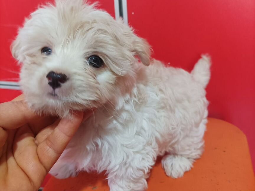 Русская цветная болонка