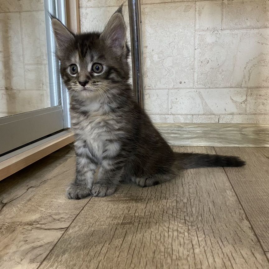 Мэйкун котята