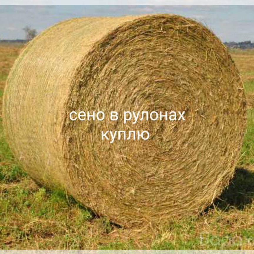 Сено в рулонах