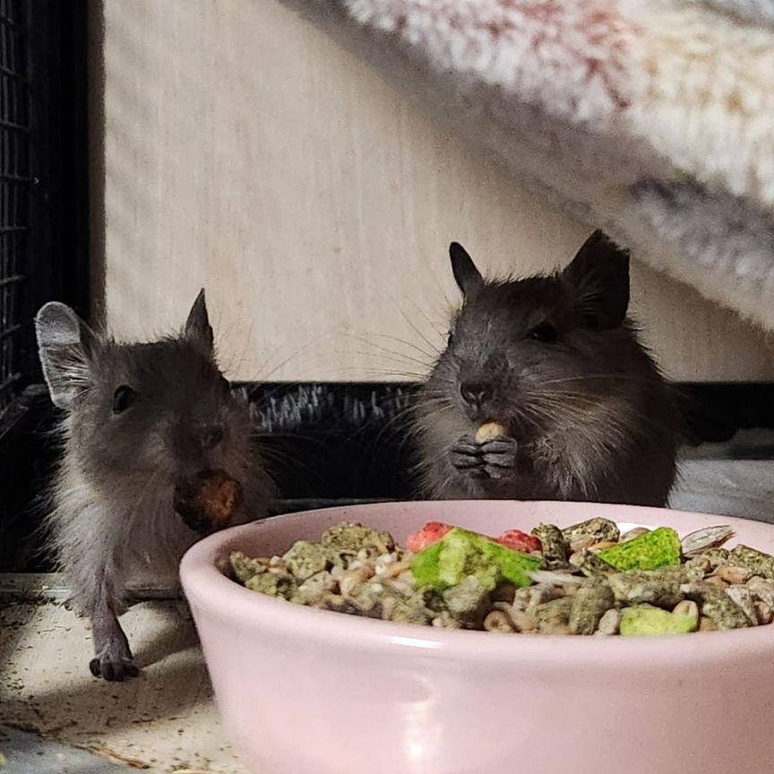 Веточки для дегу