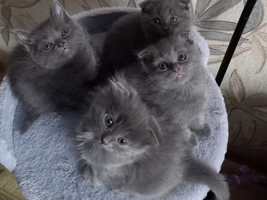 Шотладские вислоухие котята(девочки)