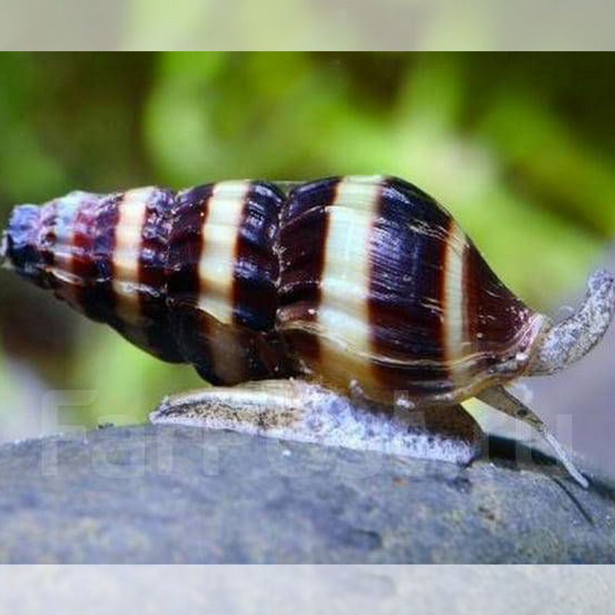 Улитки Хелена