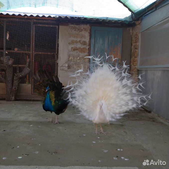 Павлины инкубационное яйцо