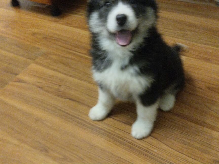 Сибирский хаски