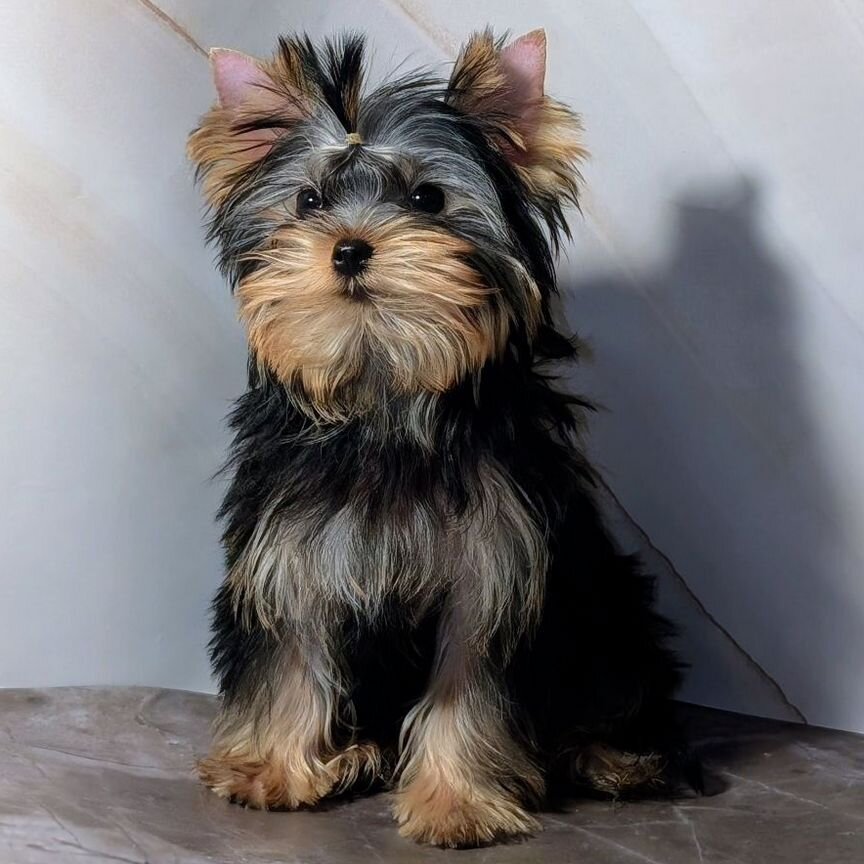 Йоркширский терьер, щенок