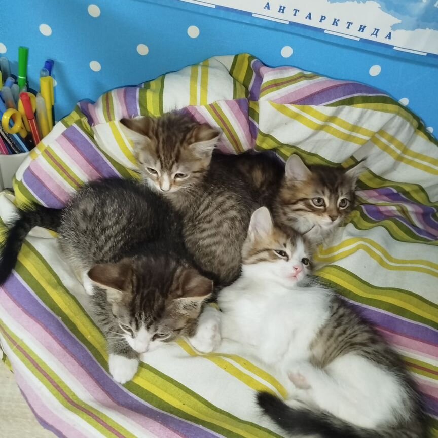 Котята в добрые руки