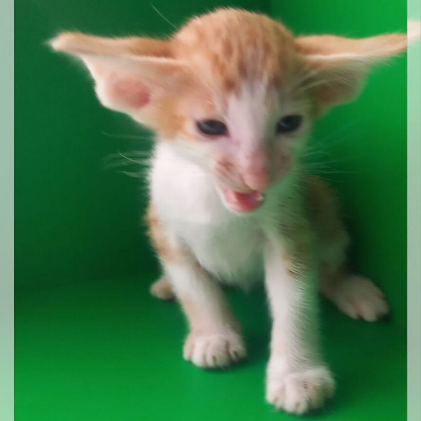 Ориентальный котёнок
