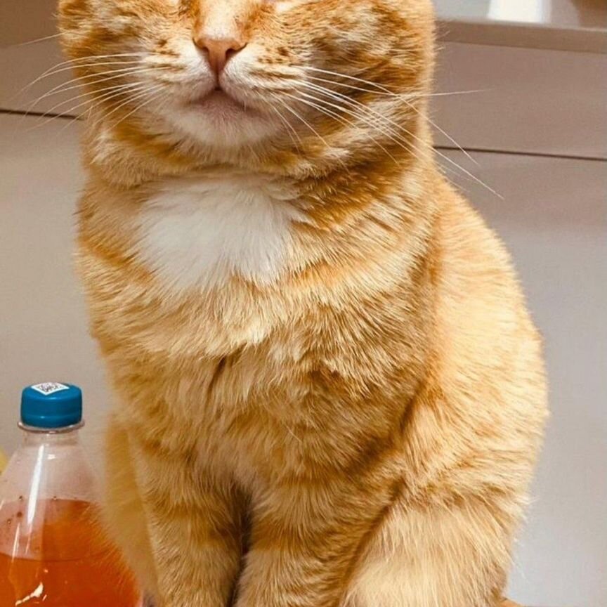 Рыжий котик бесплатно