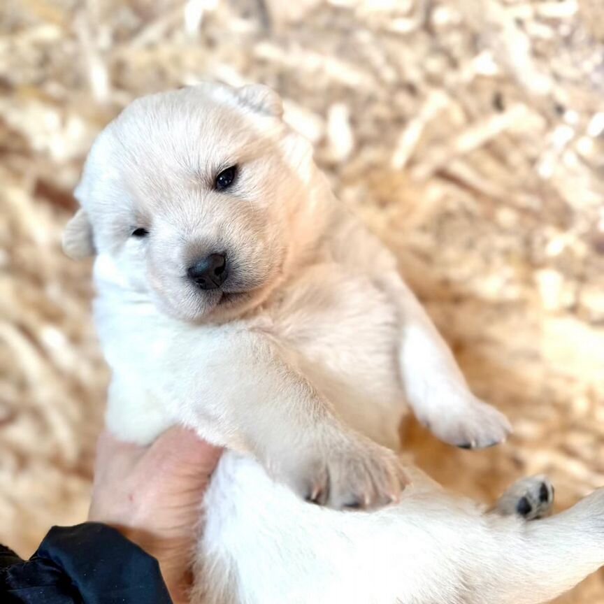 Щенок в добрые руки