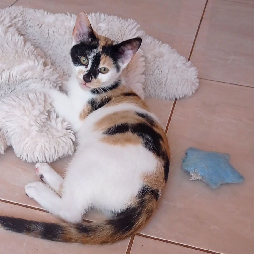 Кошка