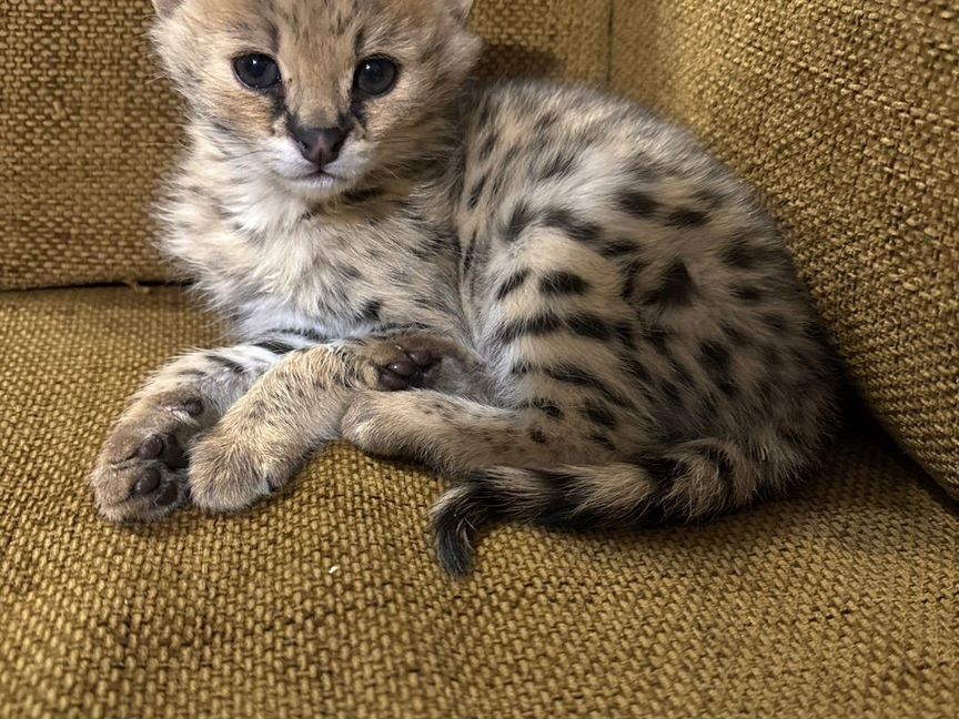 Саванна кошка