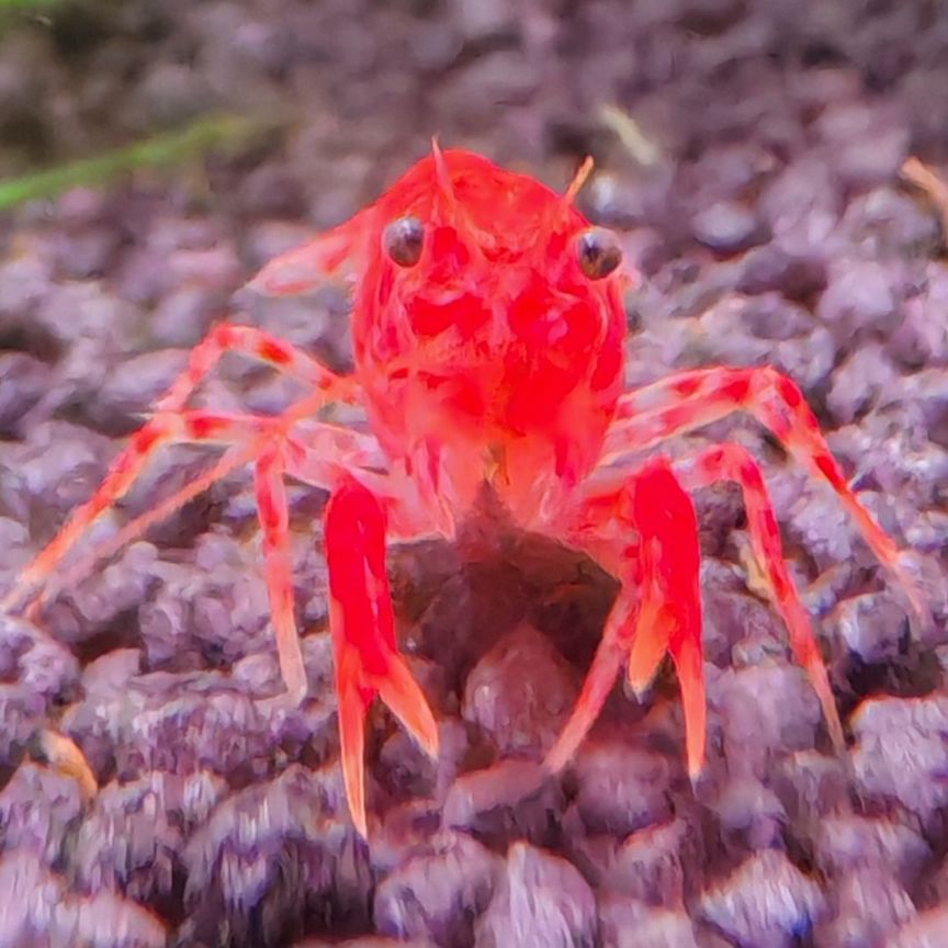 Мексиканский рак