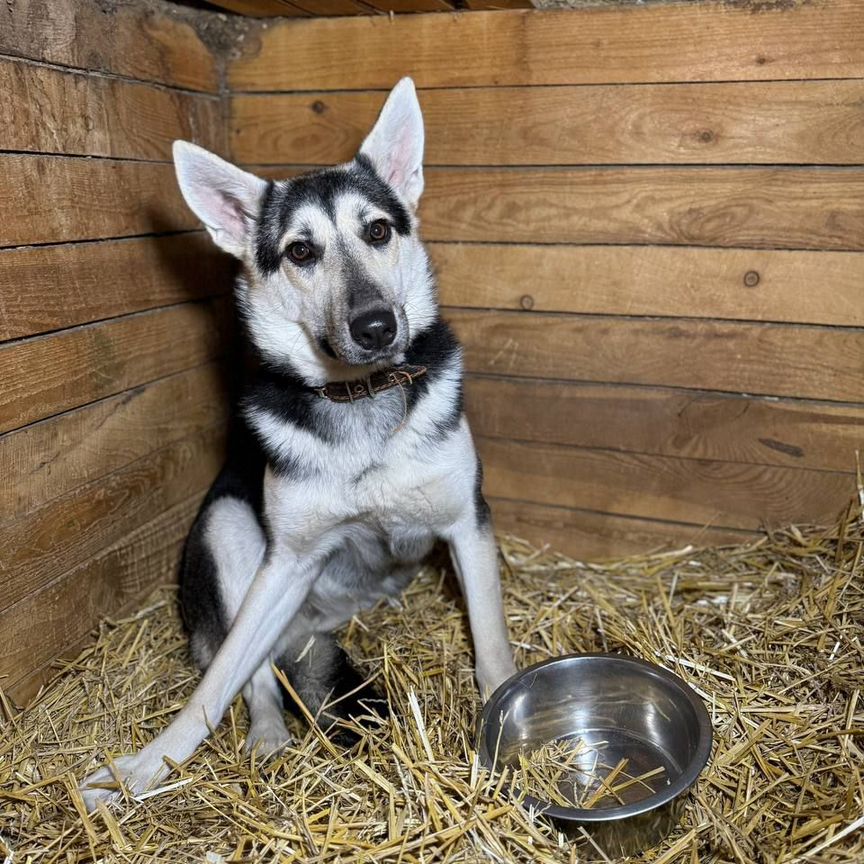 Собака в добрые руки