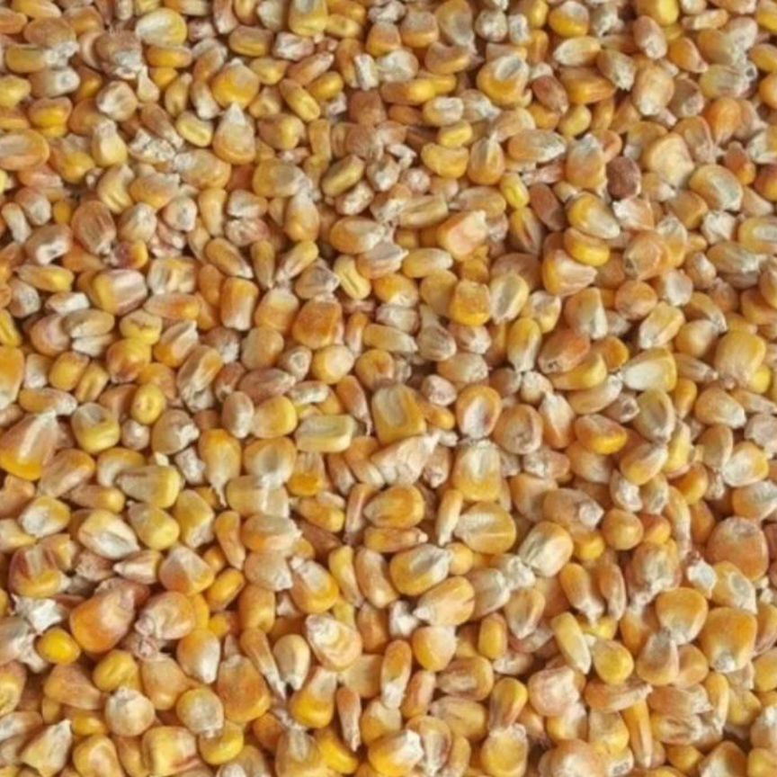 Кукуруза зерно