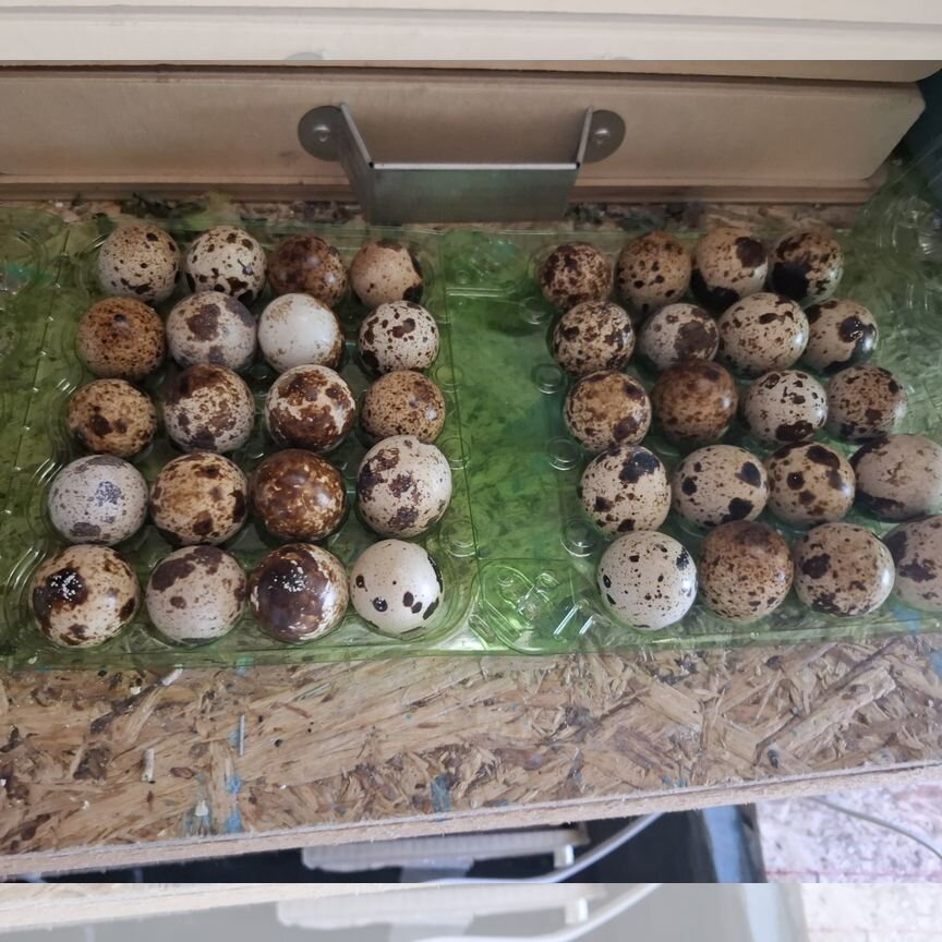 Яйца перепелиные инкубационное