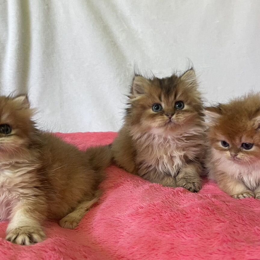 Золотве малыши